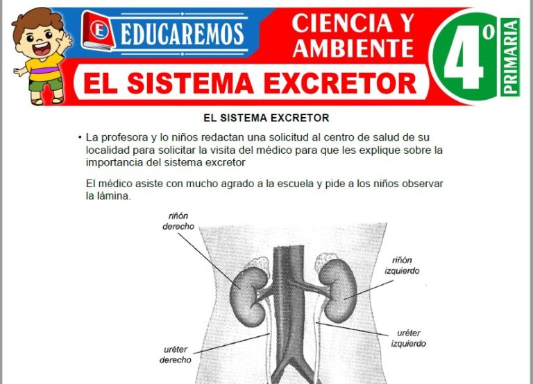 El Sistema Excretor para Cuarto de Primaria » (Fichas GRATIS) 📚